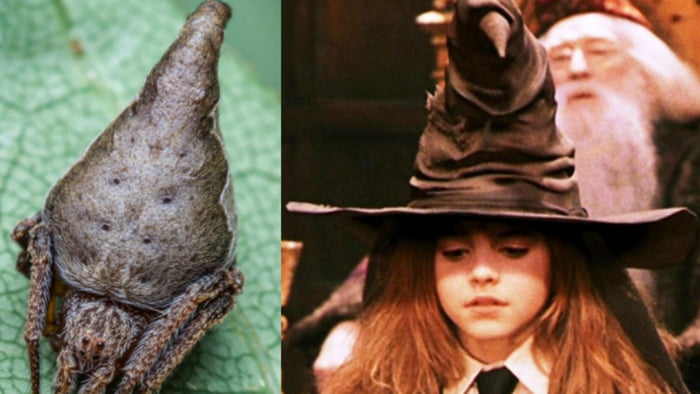 Eriovixia gryffindori is a species of spider named after the Gryffindor house due to its ...