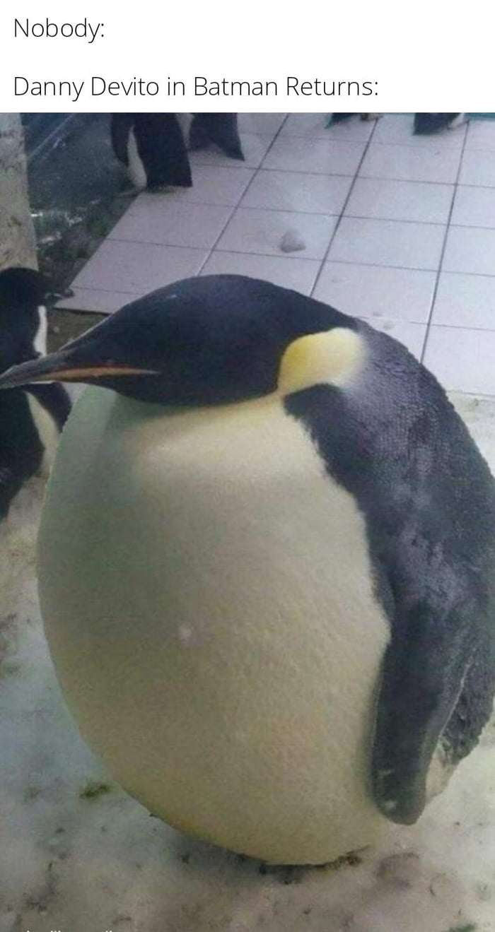Haha Penguin Go Gurgle 9gag 0205