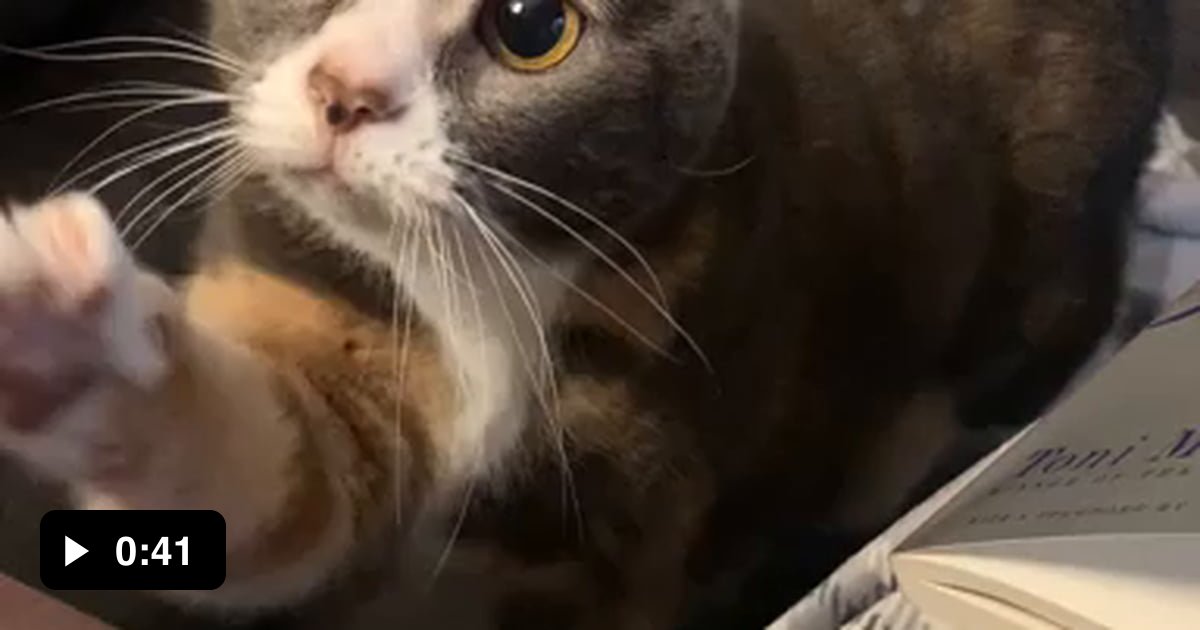 Pet the damn cat - 9GAG