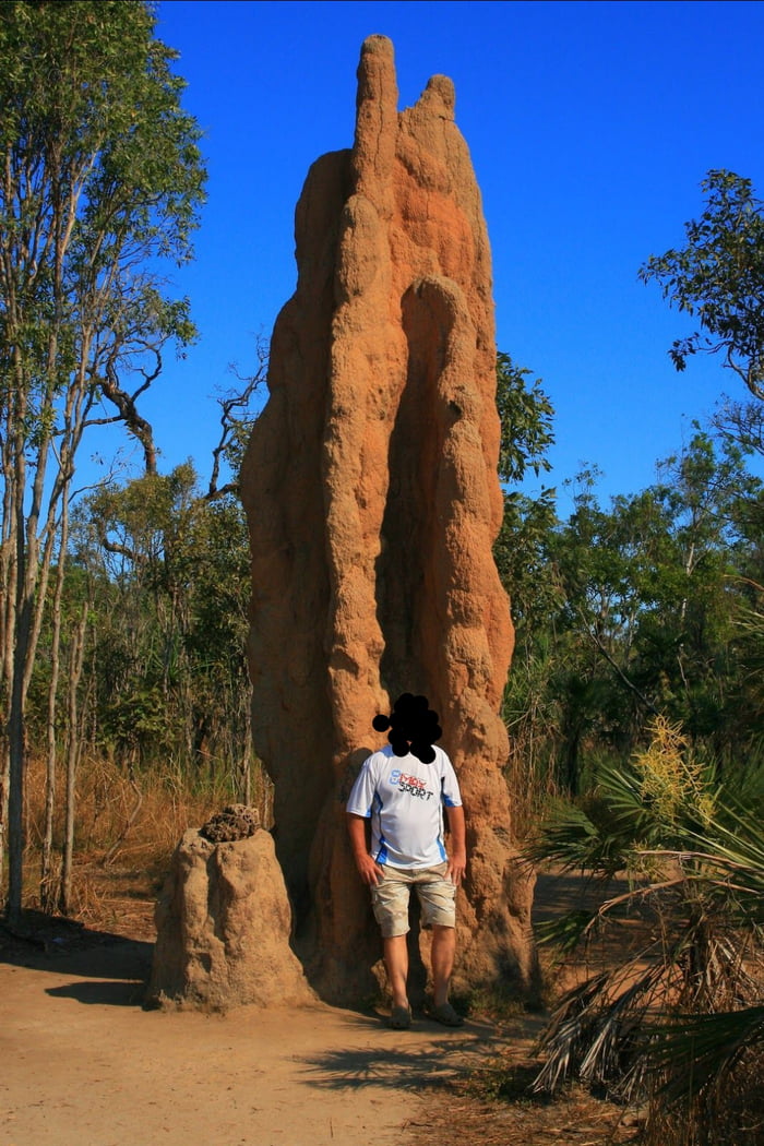 To the guy(we dont have girls on 9gag) who posted the 2.2mtr anthill in ...