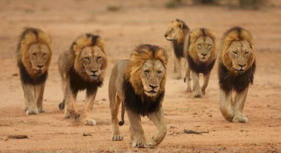 The Legend of the 6 Mapogo Lions, Who Teamed up to Dominate 70,000 ...