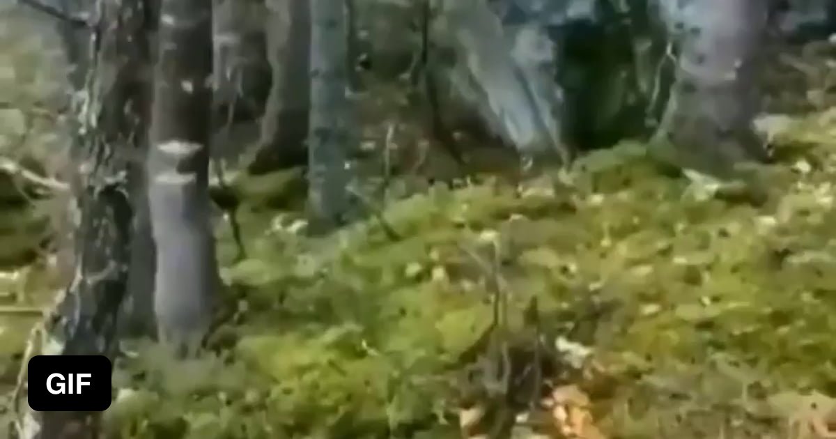 This connected tree roots system resisting intense winds in the Quebec ...