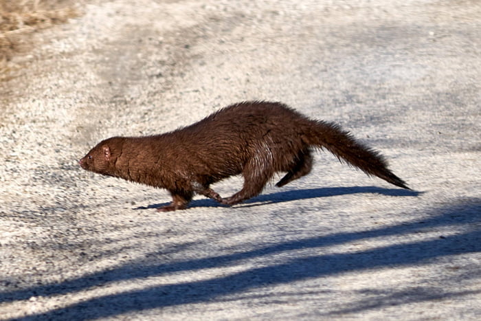 Mink (Photo credit to Paul Hettenhaus) - 9GAG