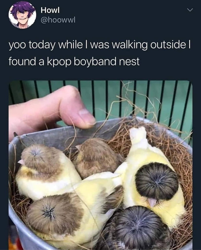 Kpop bird nest. - 9GAG