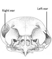 Owls have offset ears. The right ear is located higher in the skull ...
