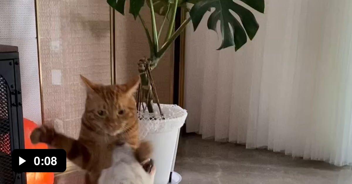 Boom boom PAW - 9GAG