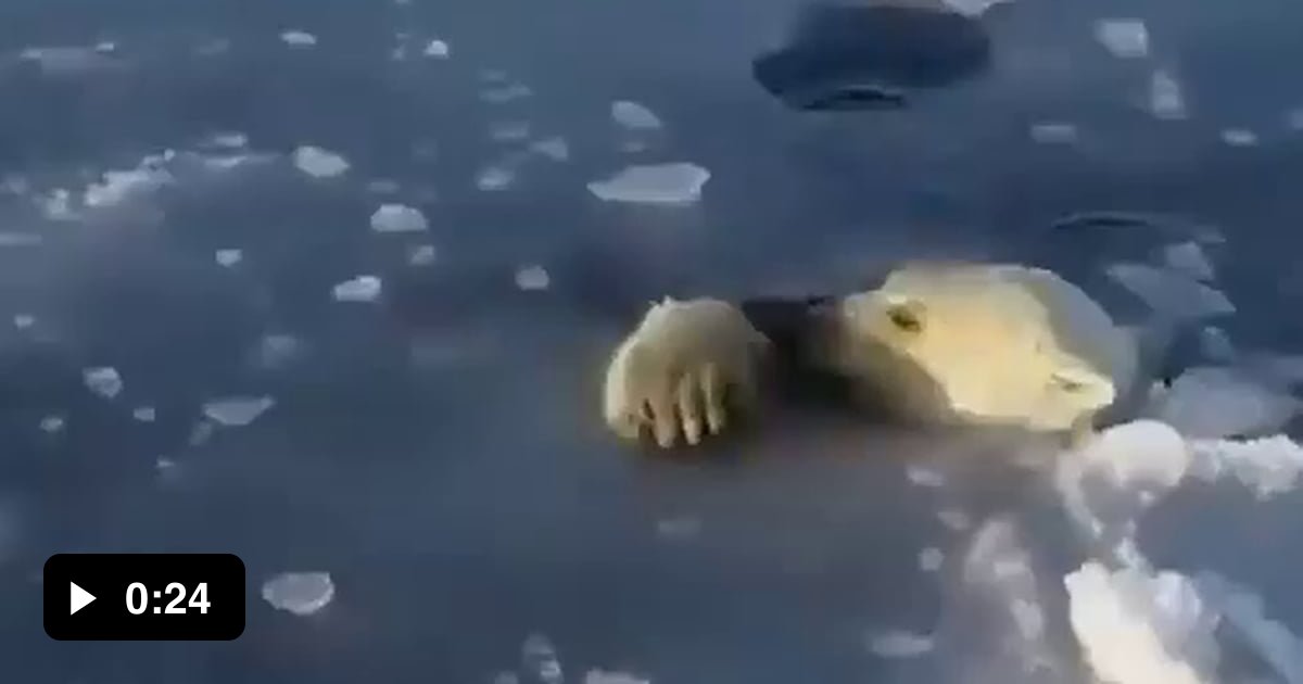 A mother bear breaking through thin ice for her babies - 9GAG