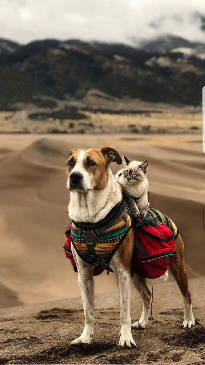 Cate rider and her mount - 9GAG