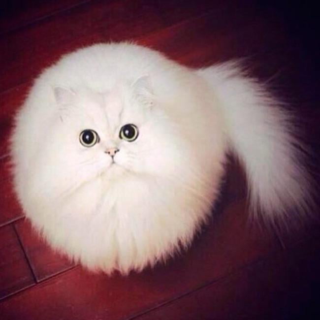 I challenge anything sphere and raise you sphere cat. - 9GAG