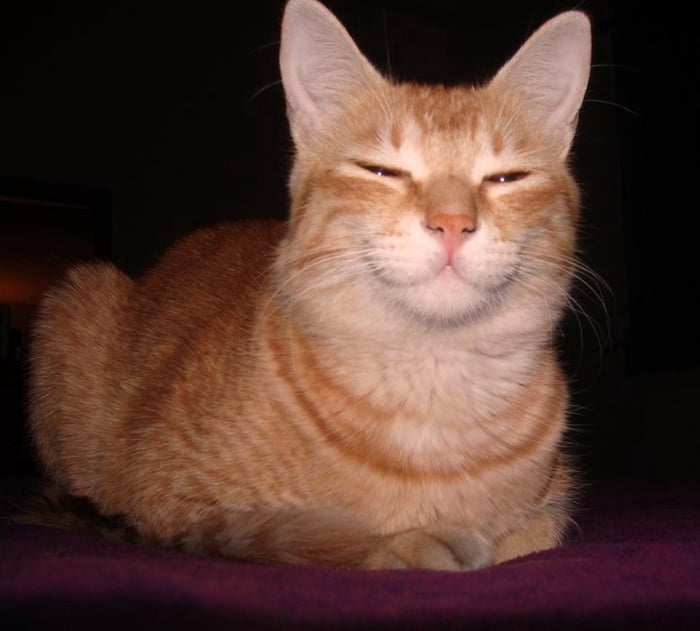 This smug cat is judging you as you keeps on scrolling - 9GAG