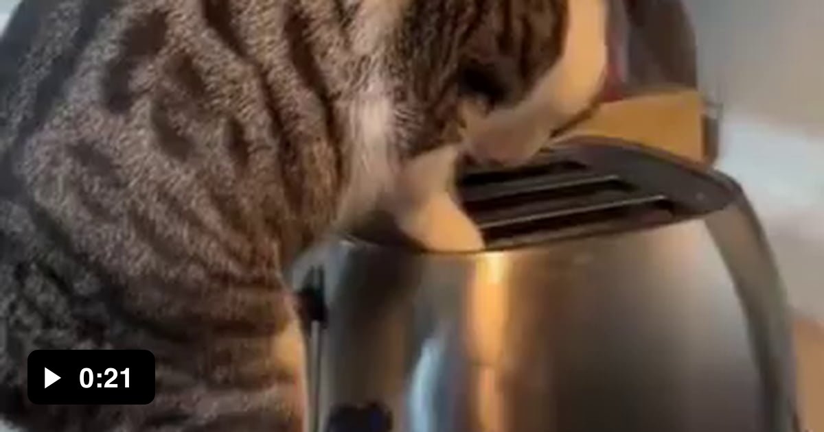 Cat gets strangely shaped bread in the toaster - 9GAG