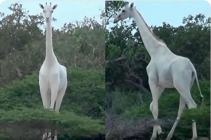 The world’s only known white giraffe was discovered in the Ishaqbini ...