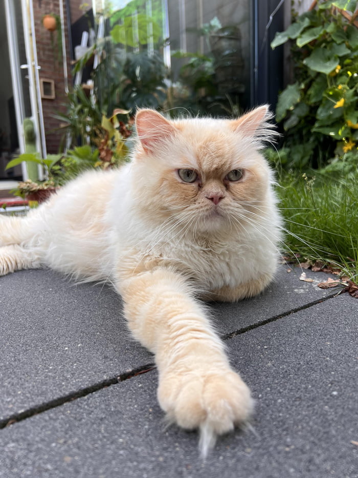 POV: When your cats live better life than you - 9GAG