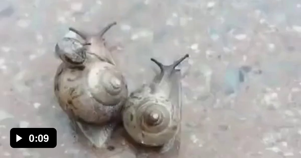 Cute snail family - 9GAG