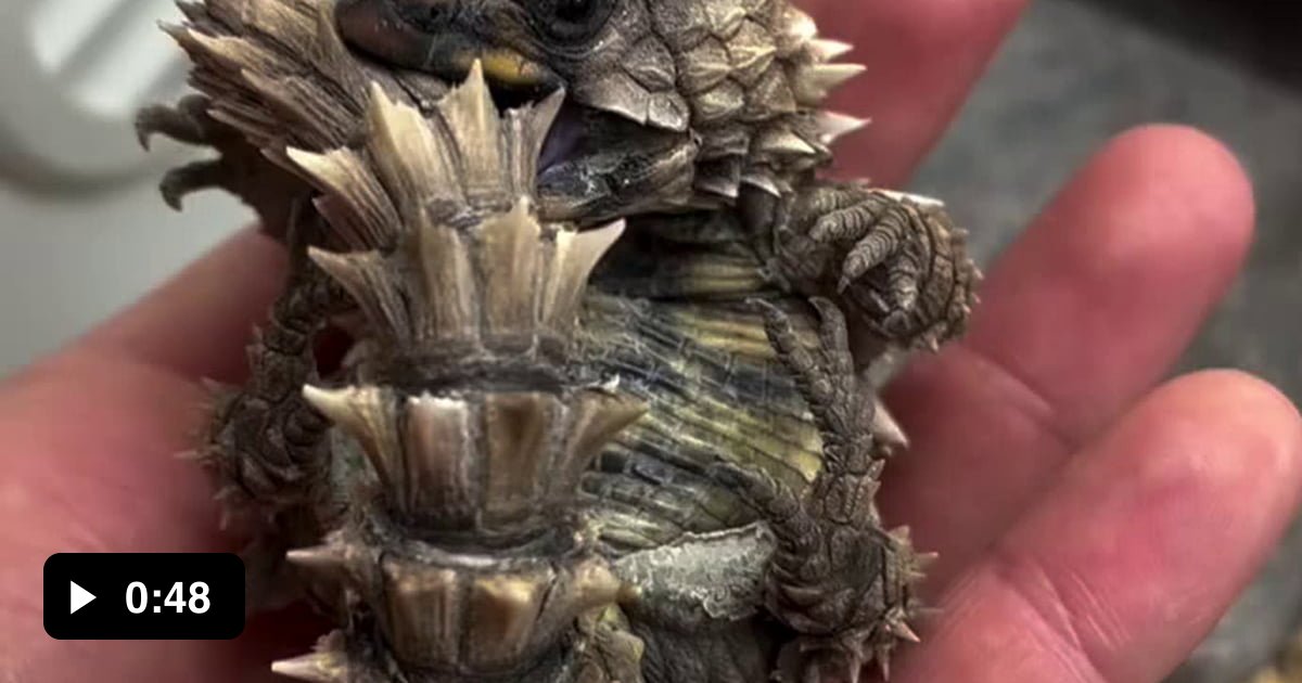 This cute baby Armadillo lizard (Ouroborus cataphractus) - 9GAG