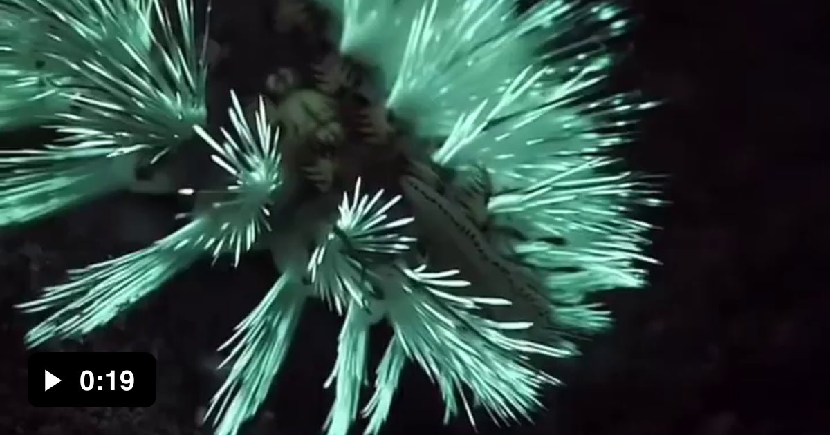 Nature's light show courtesy of a glowing fireworm - 9GAG