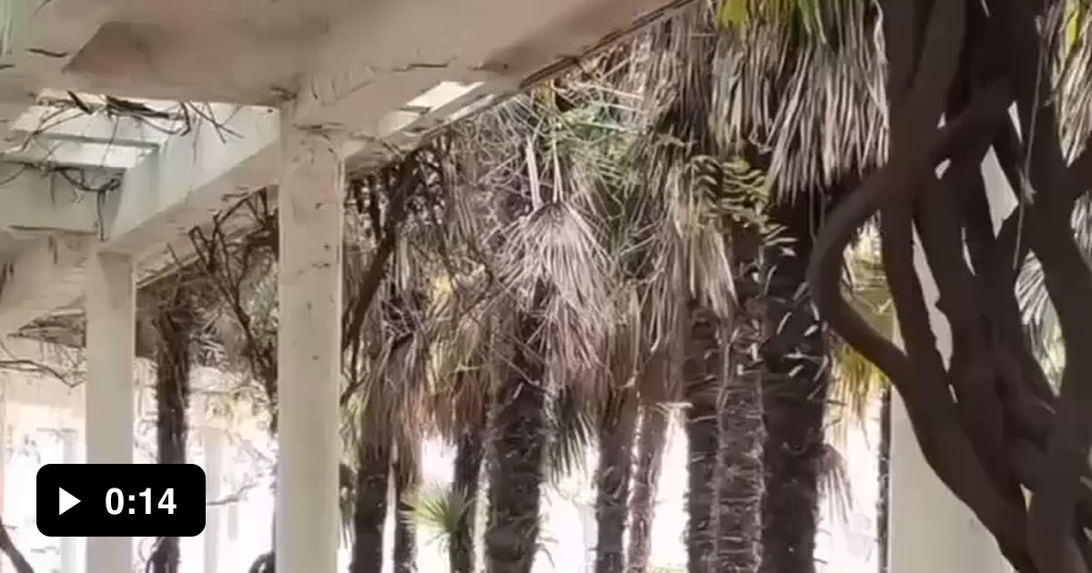 At first you don't even know what this creature is - 9GAG