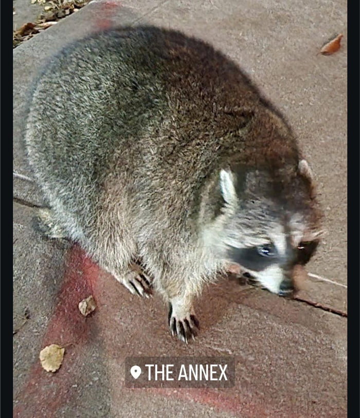 Of a raccoon - 9GAG