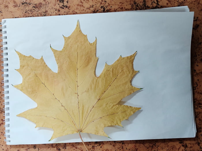 Of a leaf (album for scale) - 9GAG