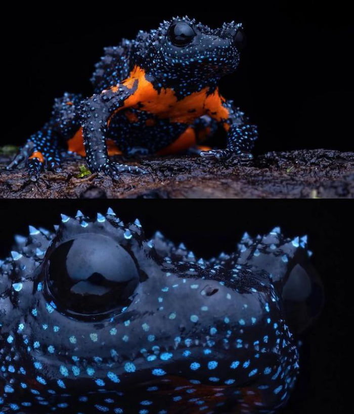 The Galaxy Frog (Melanobatrachus indicus) - 9GAG
