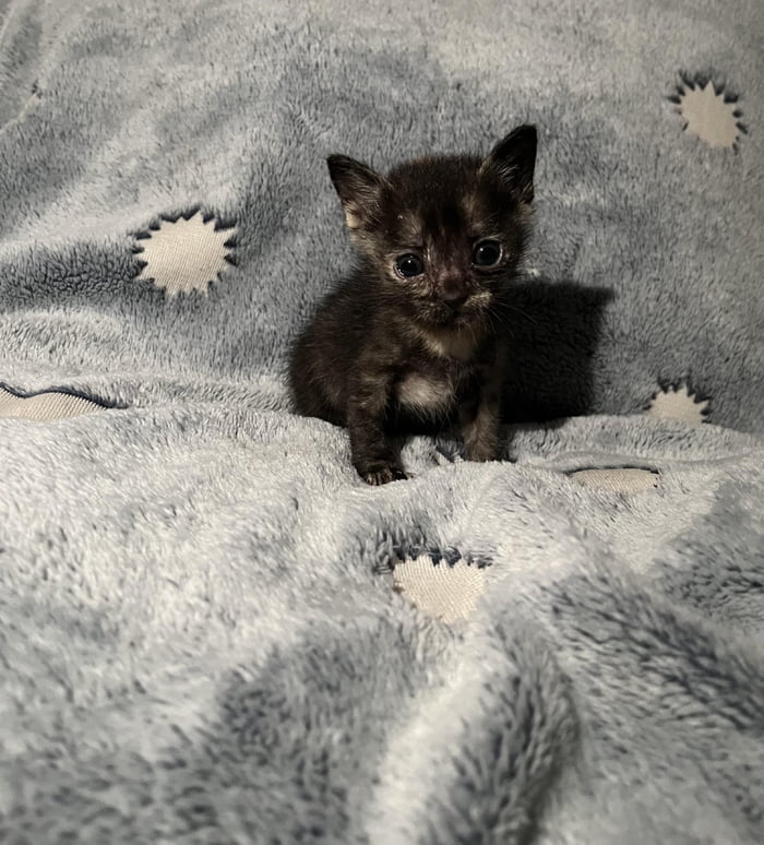 Baby Goji is growing - 9GAG