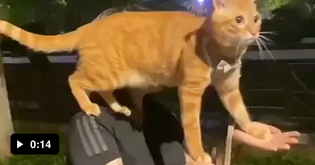 Walking the cat - 9GAG