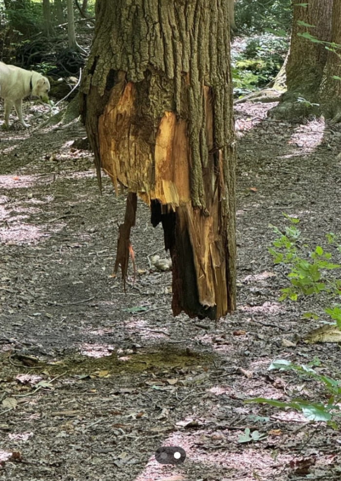 Floating tree - 9GAG