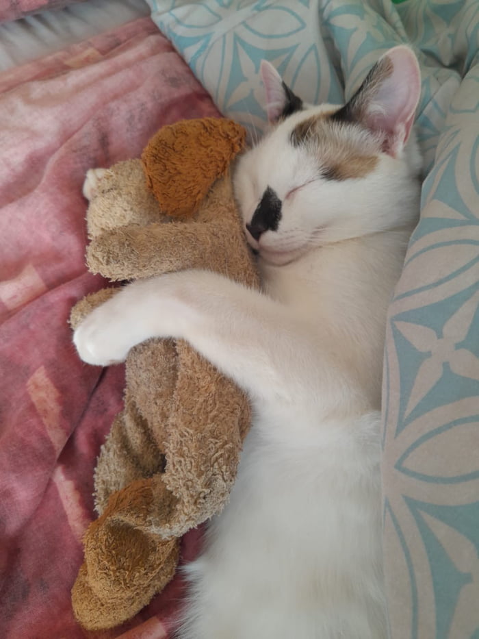 Oh my turn to post my cat? - 9GAG