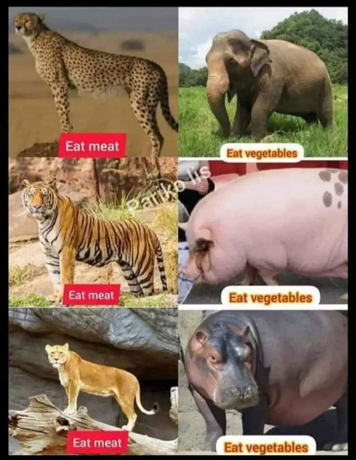 Eat meat - 9GAG