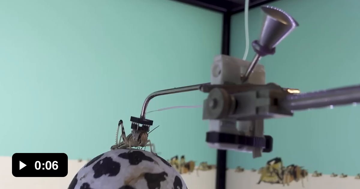 Scientists literally put locusts in a desert simulation and plugged ...