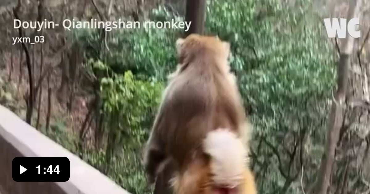 Monkey Running and Walking With It's Two Legs - 9GAG