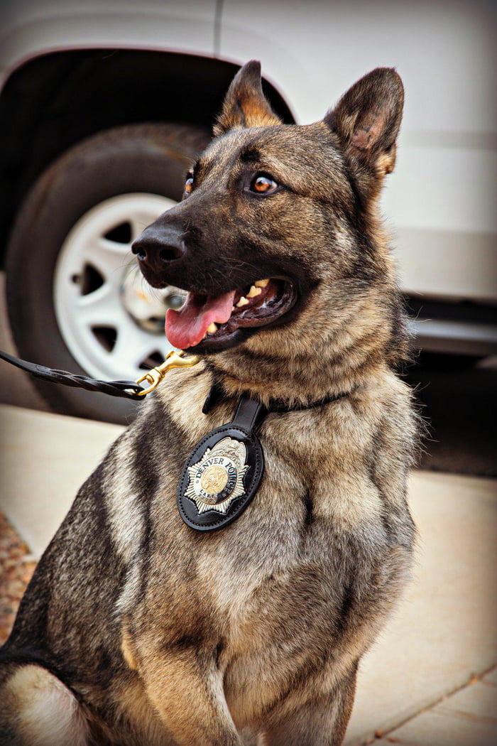 Not that they weren't before, but now DPD K-9's stationed at Denver ...