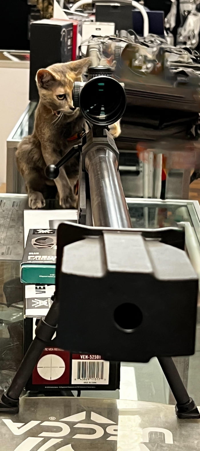 Killer Kitty Sniper - 9GAG