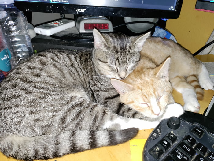 2 tired kitties - 9GAG
