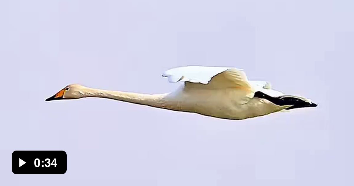 Swans have one of the coolest water landing techniques. - 9GAG
