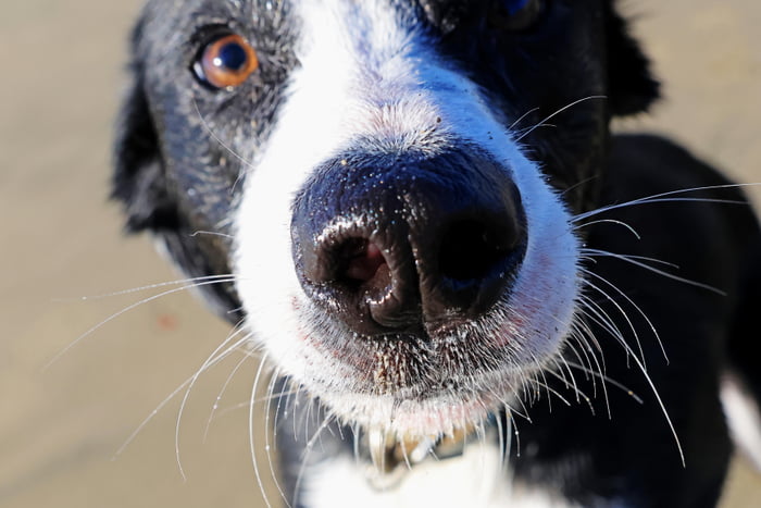At the dog beach in Cayucos Ca yesterday this Border Collie/Airedale ...