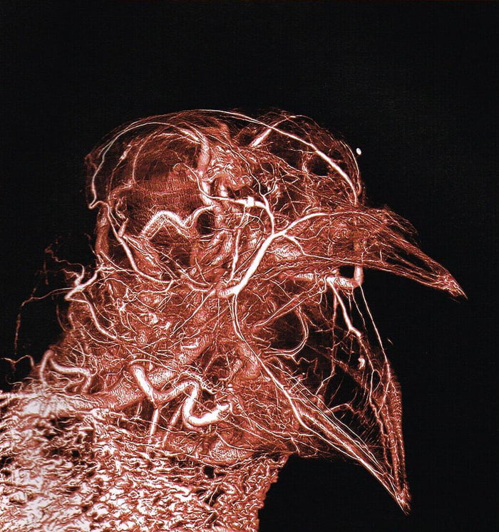 CT Scan of a Pigeon’s Head Reveals the Microvascular System, Enhanced ...