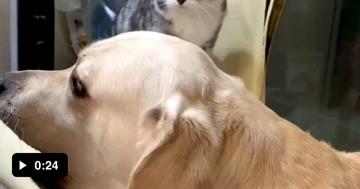 Professional Boxer - 9GAG