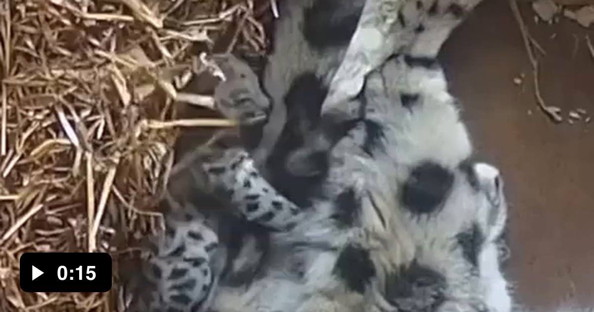A snow leopard cub is sleeping cuddled up with its mother's tail, which ...