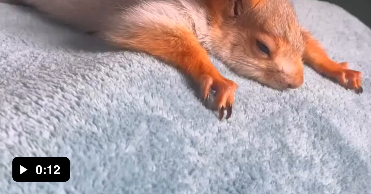 Lazy squirrel - 9GAG