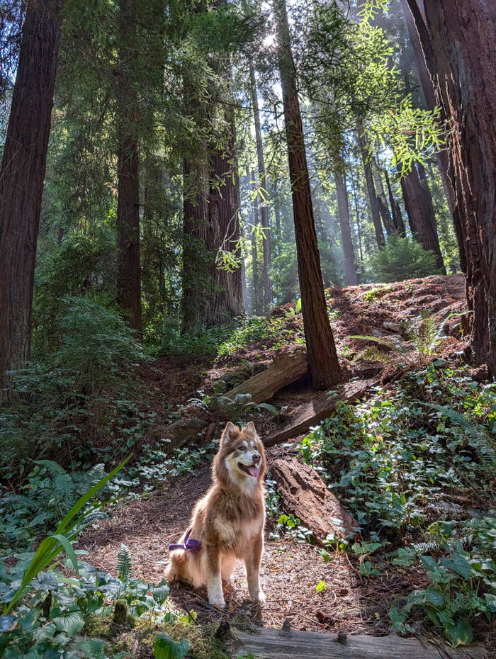 Heccin smol Potat in the forest - 9GAG