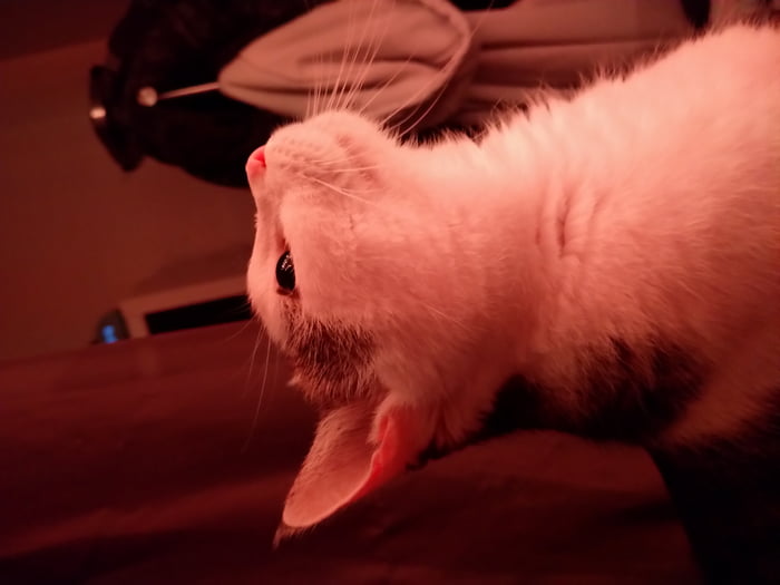 The Cat and the fly. - 9GAG