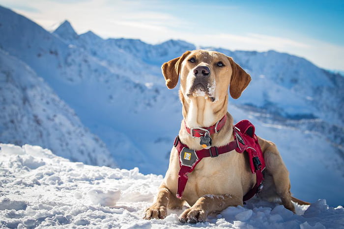 Mabel is Snowbird’s first Border Avalanche Rescue Dog. - 9GAG