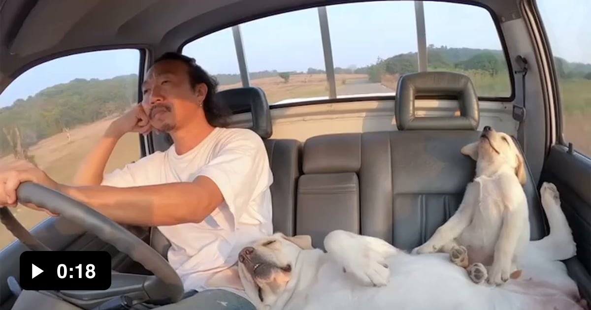 Rough life as a farm dog - 9GAG