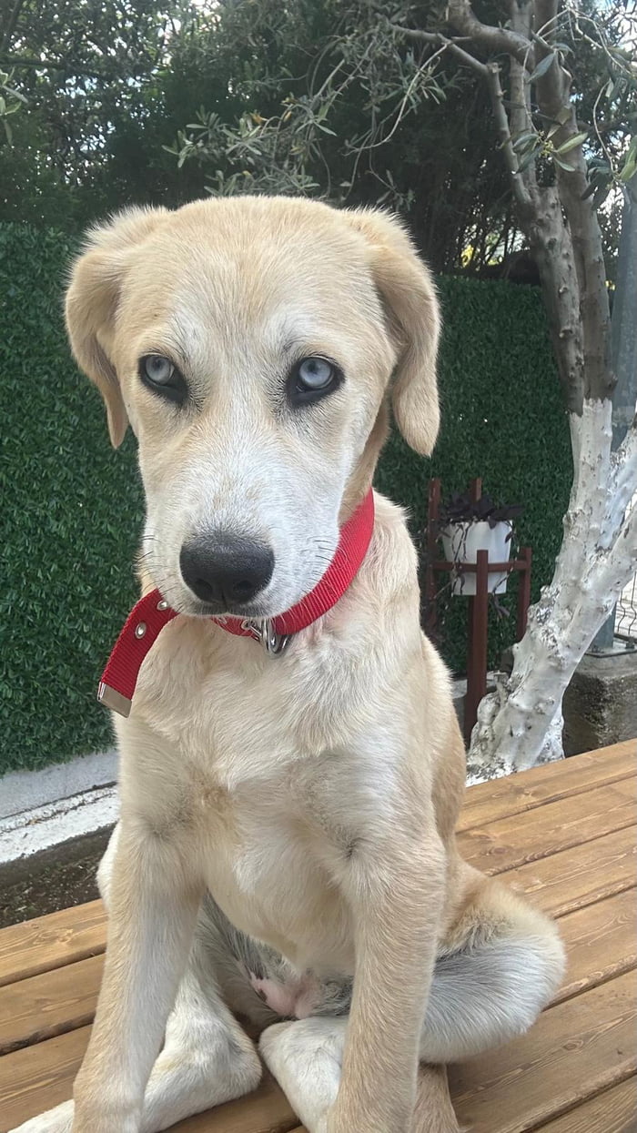 Am doggo - nobody to say good or bad - 9GAG