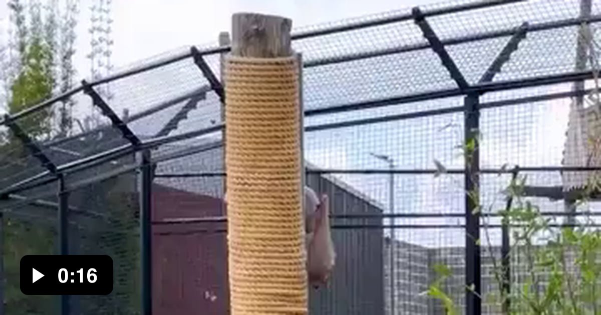 Tiger climbs scratching post with ease - 9GAG
