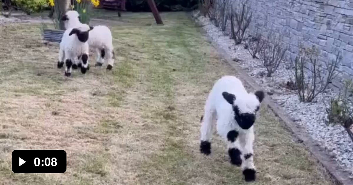 Austrian young sheep - 9GAG