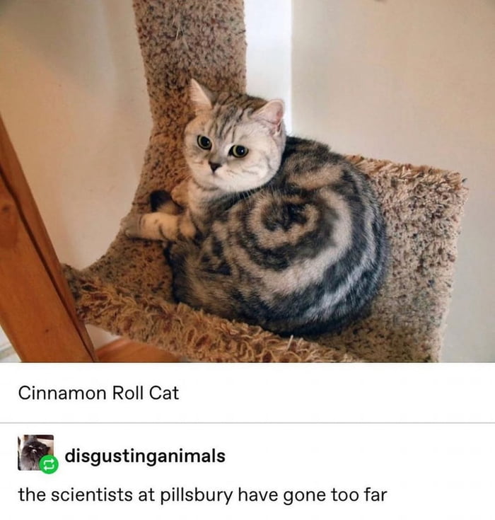 You have seen cat loafs, we now present you the cat roll - 9GAG
