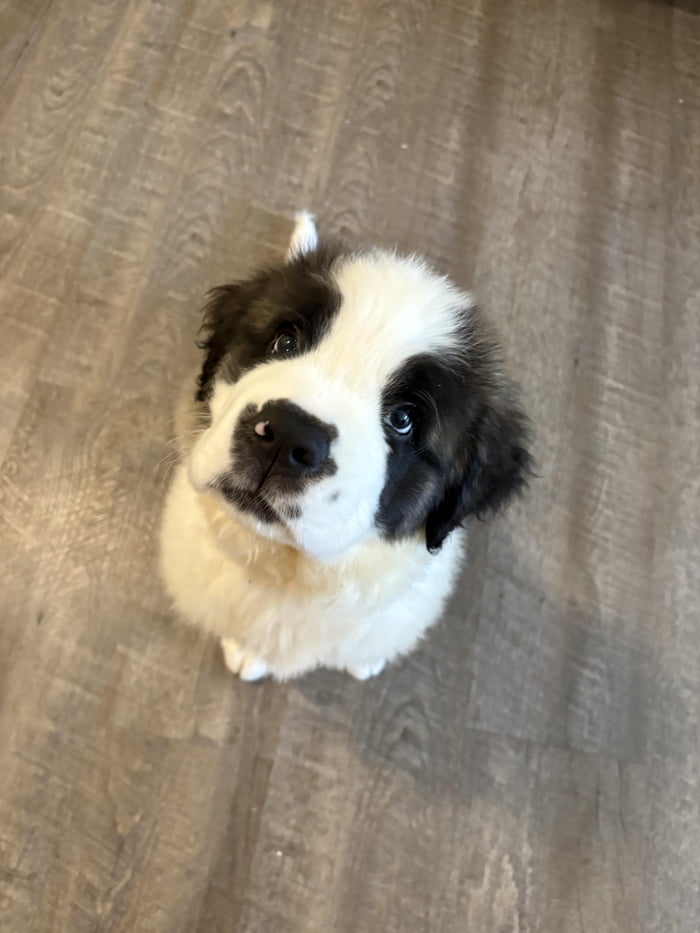 Bobby the Bernard - 9GAG