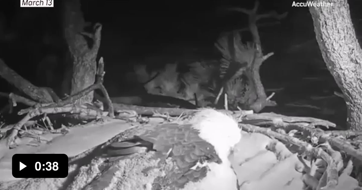 Eagle protecting her eaglets during storm - 9GAG